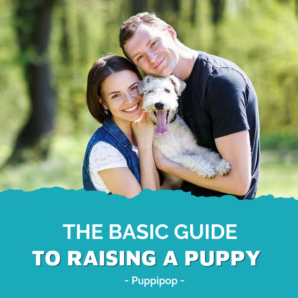 THE BASIC GUIDE TO RAISING A PUPPY – Puppipop