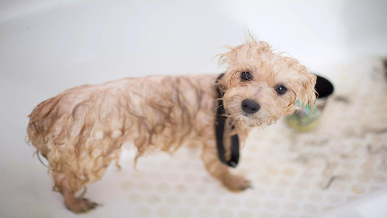 Selecting the Ideal Dog Shampoo – Puppipop