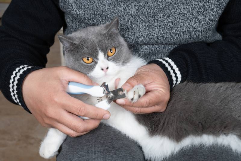 How to Trim Your Cat's Claws A Comprehensive Guide – Puppipop
