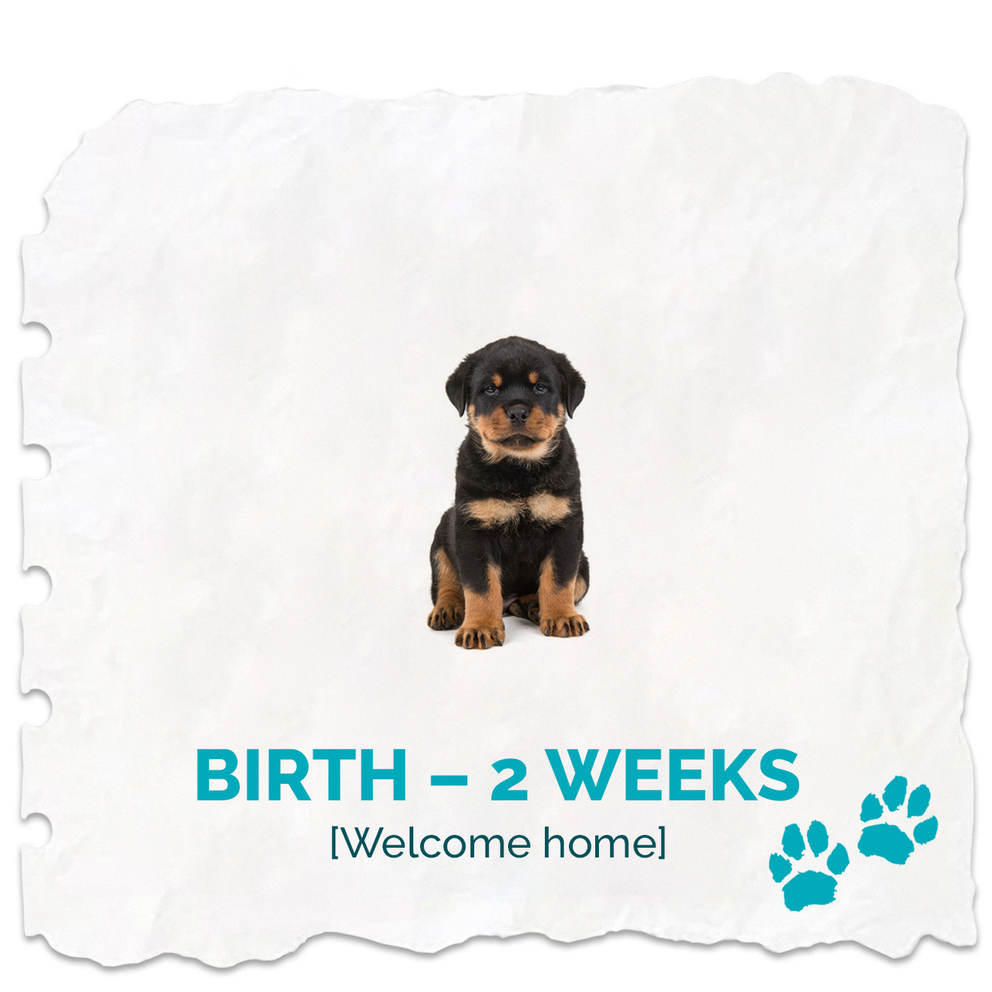 PUPPIPOP - Best Dog Art & Gift Ideas For Dog Lovers To Buy – Puppipop